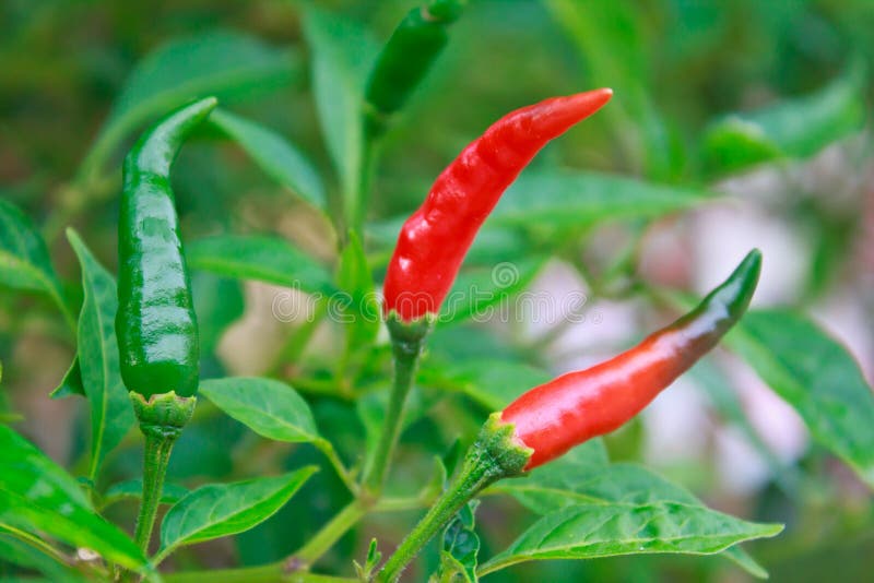 Ripe Chili Peppers on a Tree Stock Image - Image of growing, capsicum ...