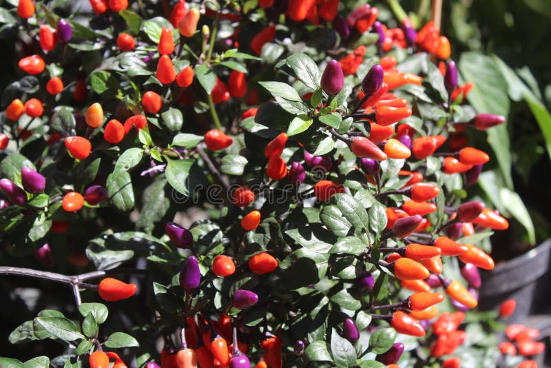 Ripe chili stock image. Image of pepper, redpepper, vegetable - 261252005