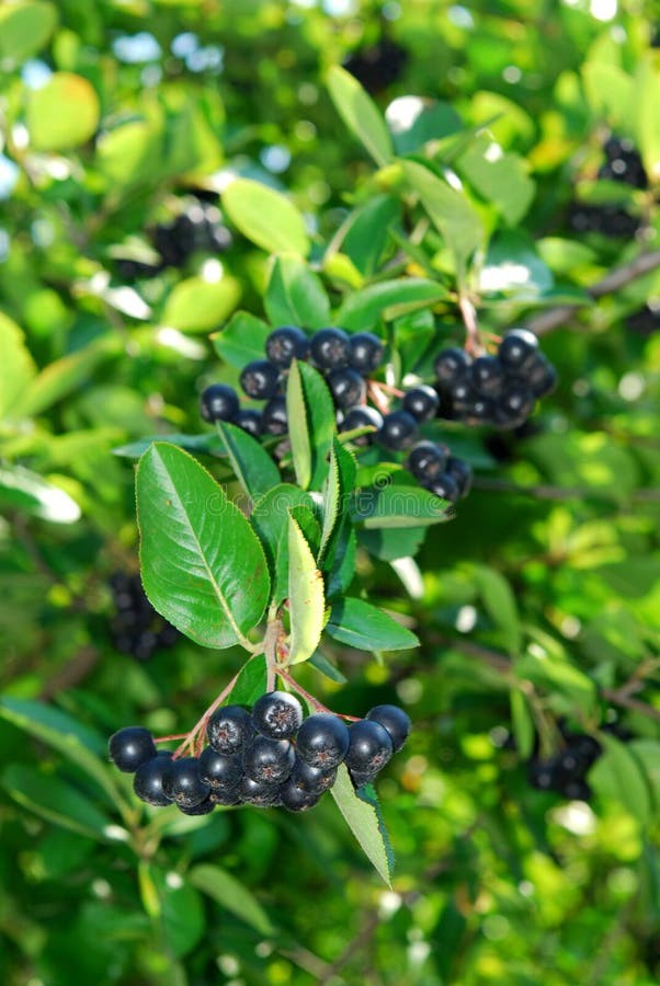 Ripe chokeberries stock photo. Image of flora, shrub - 15585174