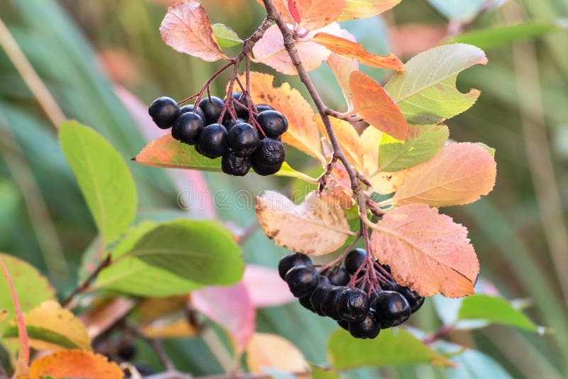Ripe Chokecherry Berries stock photo. Image of autumn - 116255708
