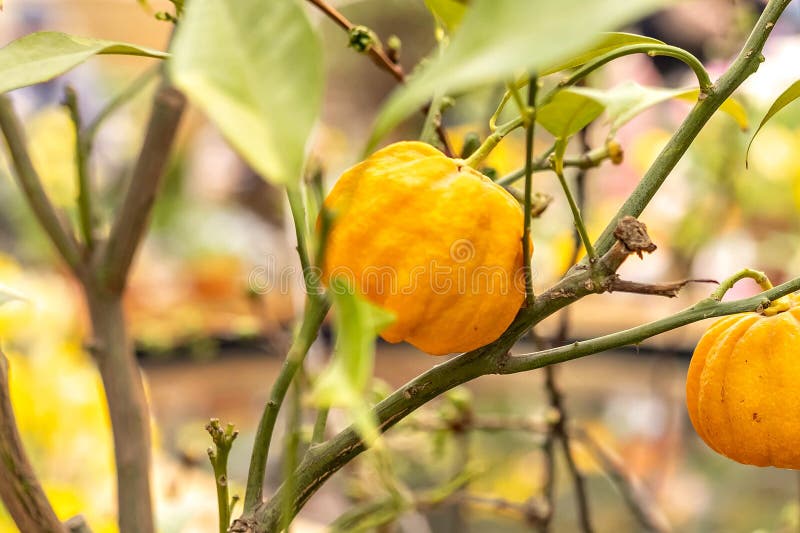 Ripe Citron Fruit on a Branch in the Garden. Harvest Concept Stock ...
