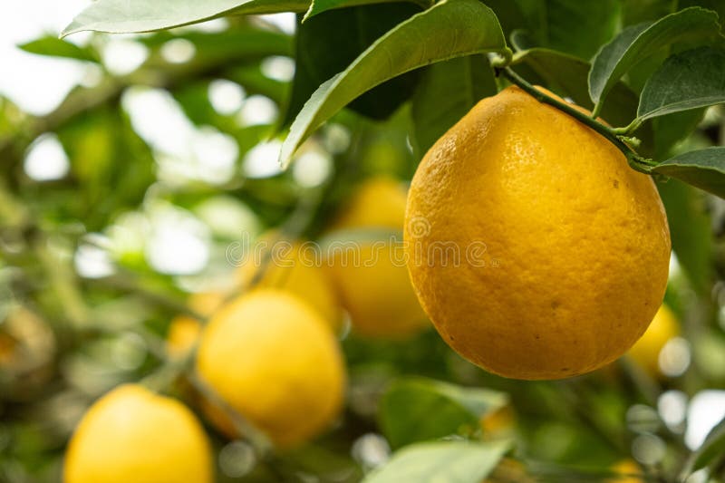 Ripe Citrus Fruits on Meyer Lemon Tree in Greenhouse Stock Image ...
