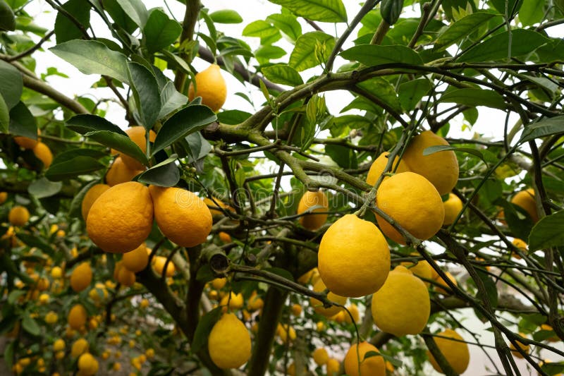 Ripe Citrus Fruits on Meyer Lemon Tree in Greenhouse Stock Image ...