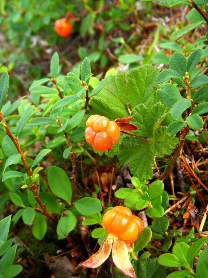 Ripe Cloudberries on the Island of Mageroya, Norway Stock Image - Image ...