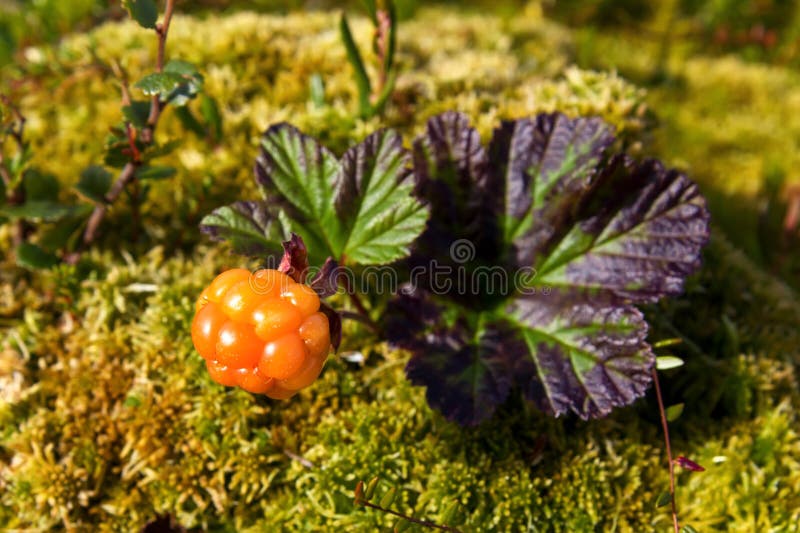 Ripe Cloudberry (Rubus Chamaemorus) Stock Image - Image of brown, juicy ...