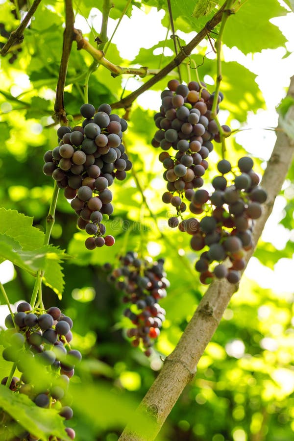 Ripe Clusters of Blue Wine Grapes on a Bush Stock Photo - Image of ...