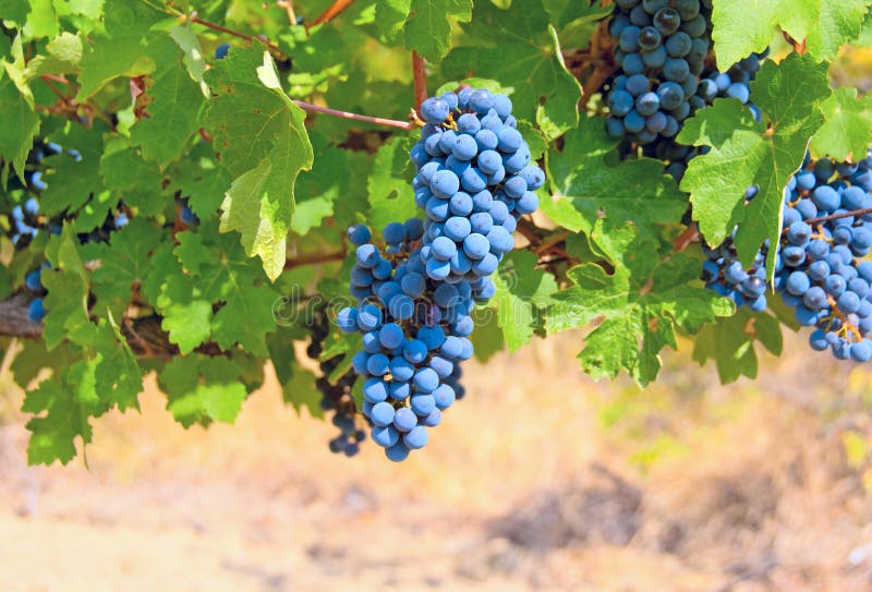 Merlot grapes stock photo. Image of nutritious, grapevine - 1938870