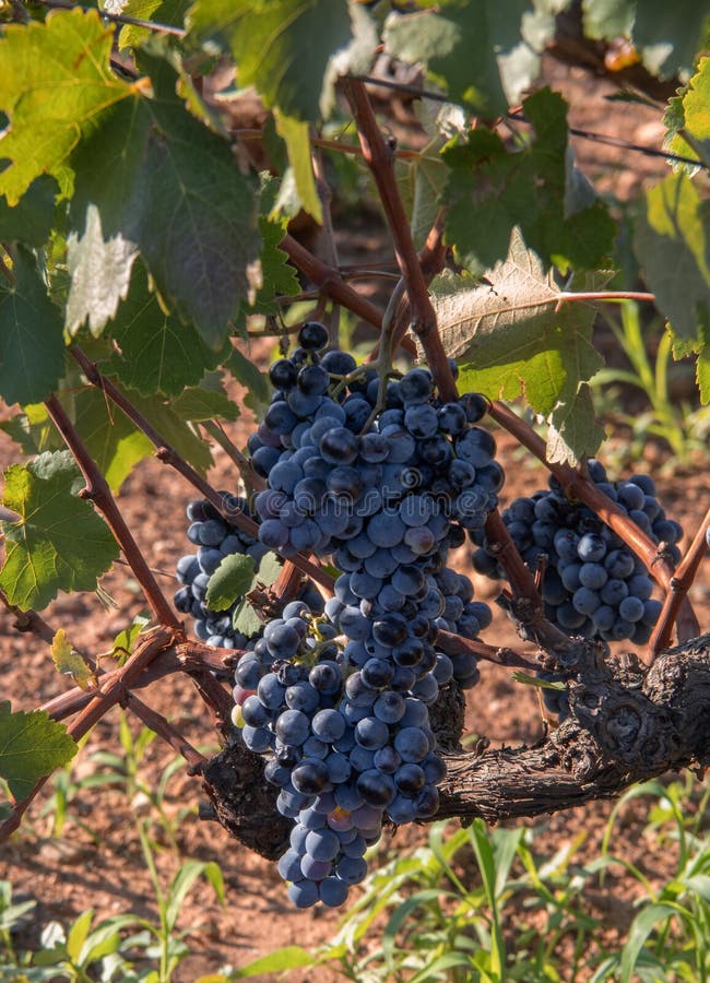 Ripe Clusters of Moldovan Purple Wine Grapes in Greece Stock Image ...