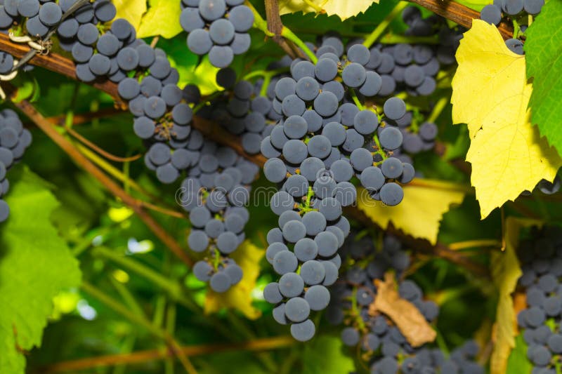 Ripe Clusters of Sweet Red Grapes Stock Photo - Image of nature, bright ...