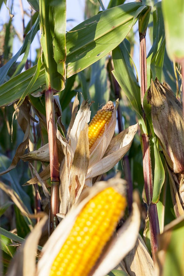Dirty corn cob stock photo. Image of industry, nature - 121751684
