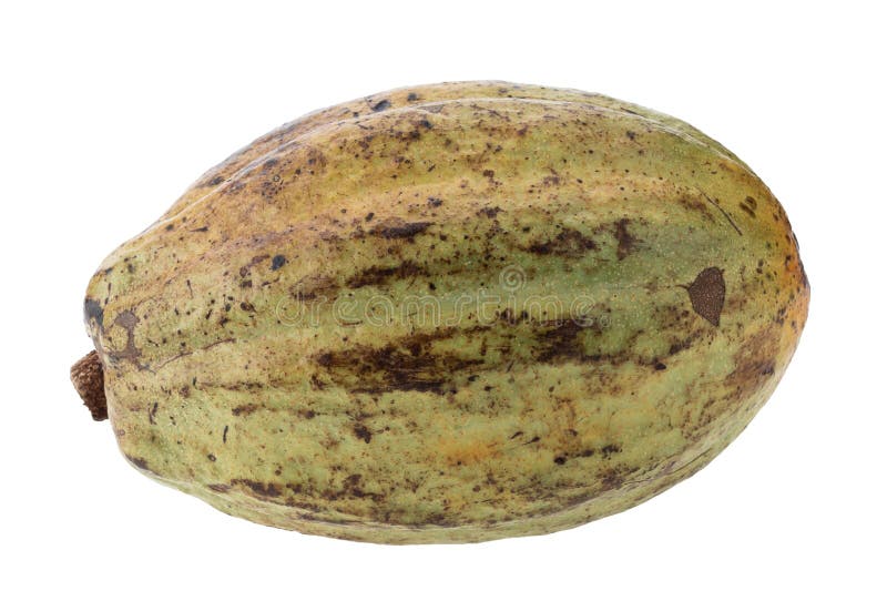 Ripe Cocoa Pods on Tree Growth in Garden Stock Photo - Image of fruit ...