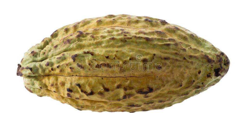 Ripe Cocoa Fruit Pod with Textured Outer Shell Isolated on a White ...