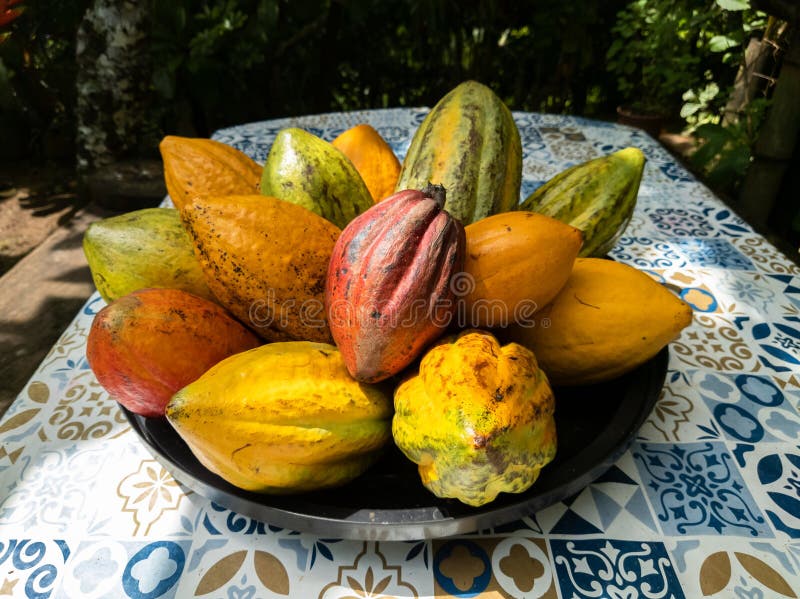Ripe Cocoa Fruits in Bowl on the Table. Tropical Fruit Stock Photo ...