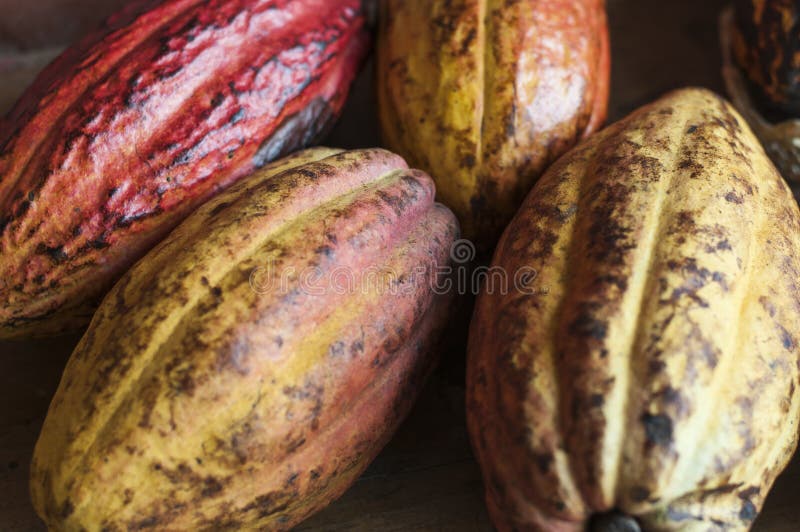 Ripe cocoa fruits stock image. Image of bright, tropical - 131307059