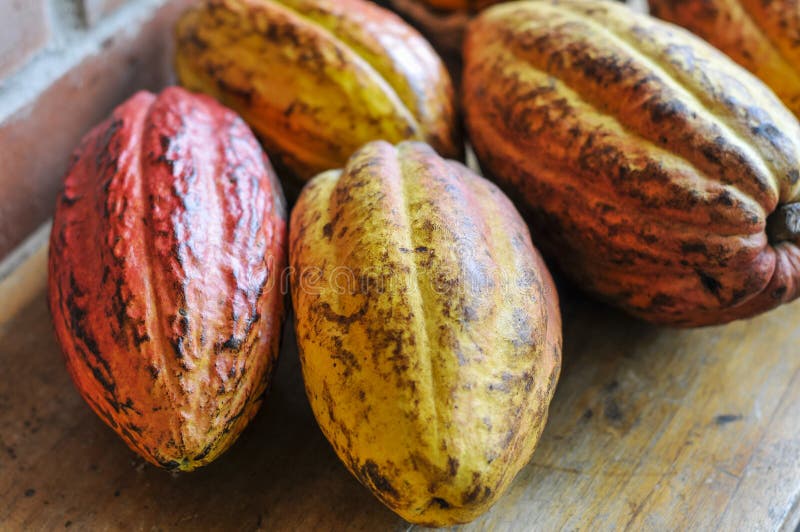 Ripe cocoa fruits stock image. Image of vibrant, cocoa - 148700645