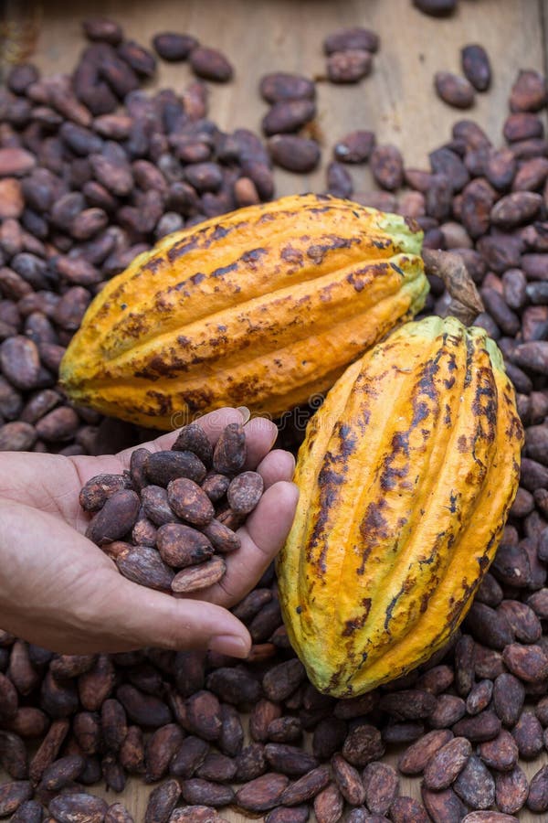 Cocoa beans stock photo. Image of chocolate, agriculture - 8981344