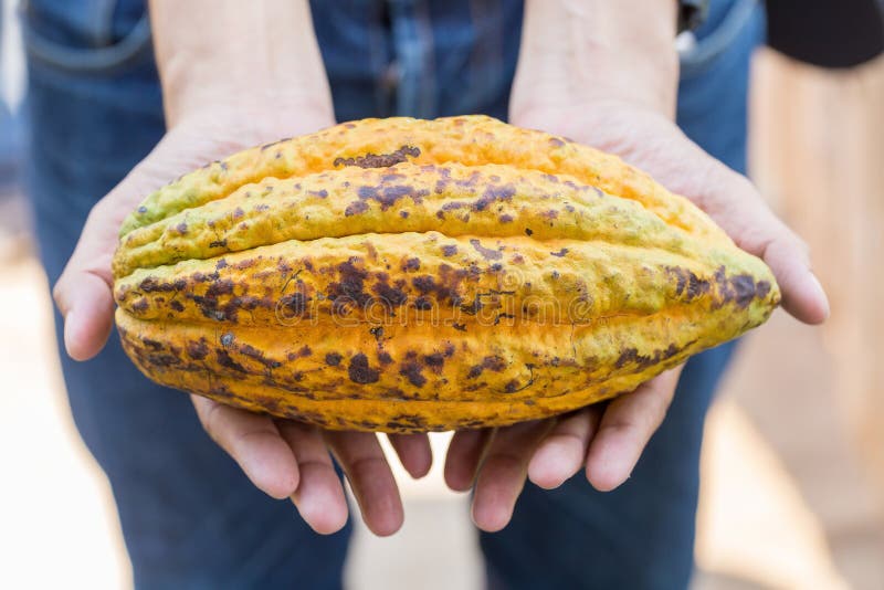 Ripe cocoa pod in hand stock photo. Image of plant, organic - 92671226