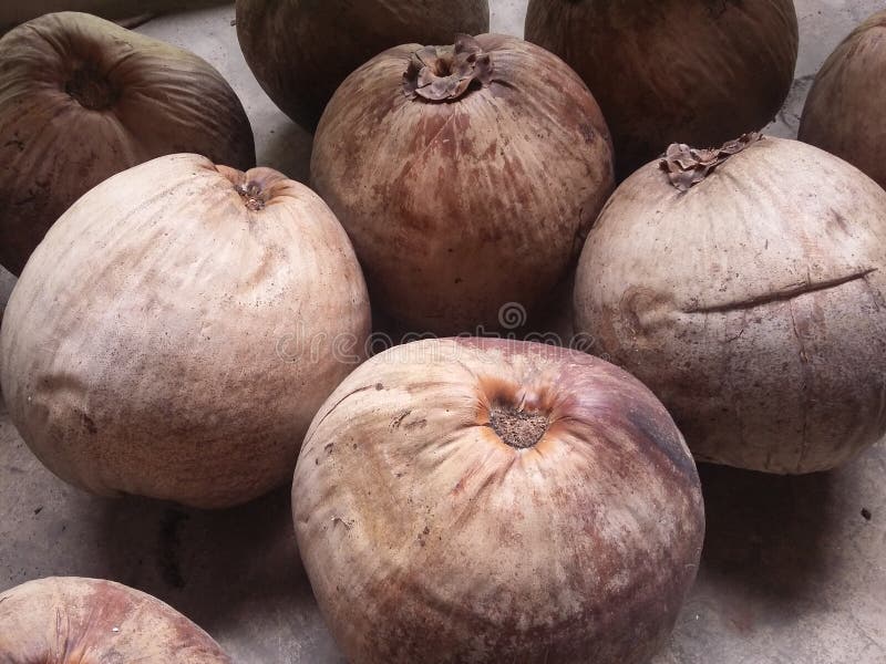 Ripe coconut stock image. Image of fruit, ripe, ground - 92963251