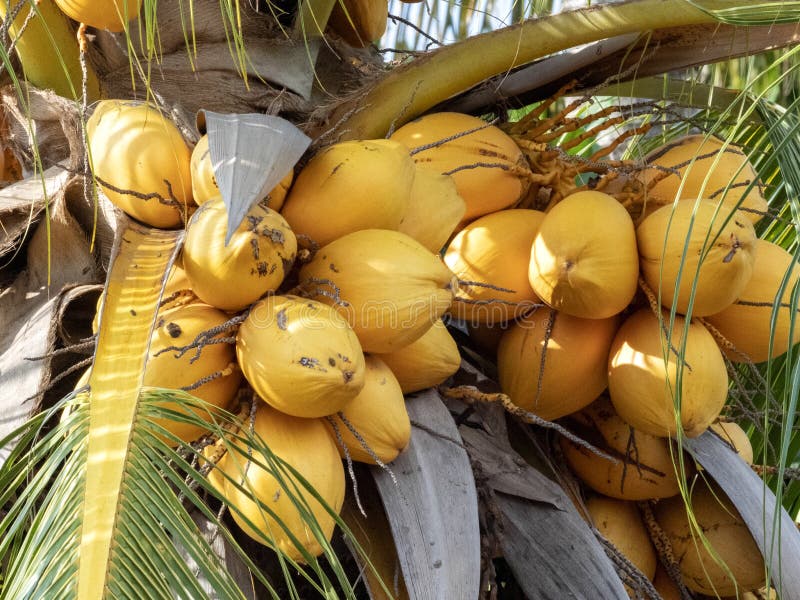 Ripe Coconut Palm Fruit on Tree, Indonesia Stock Photo - Image of ...