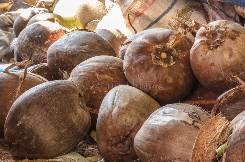 Ripe coconut. stock photo. Image of farm, fruit, tropical - 46746940