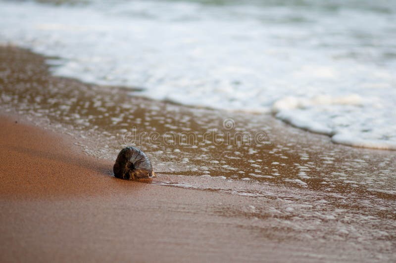 Ripe coconut on the shore stock photo. Image of wave - 49971808