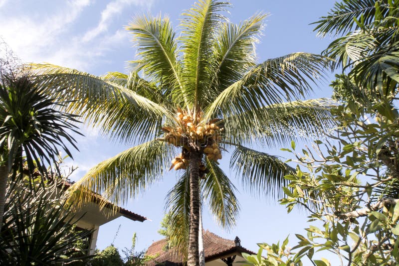 Ripe Coconuts on the Palm, Bali, Indonesia Stock Photo - Image of ripe ...