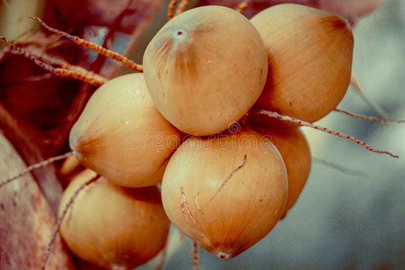 Ripe Coconuts on a Palm Tree Stock Image - Image of asia, tropical ...