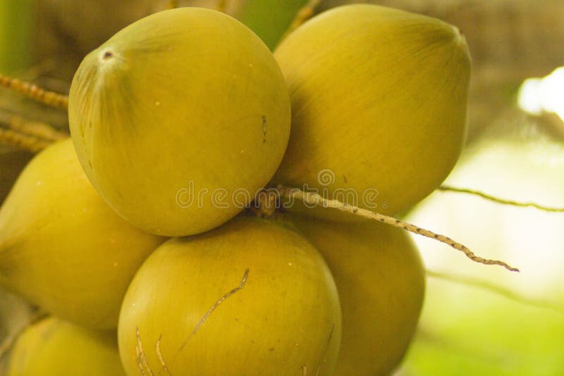 Ripe Coconuts on a Palm Tree Stock Image - Image of vacation ...