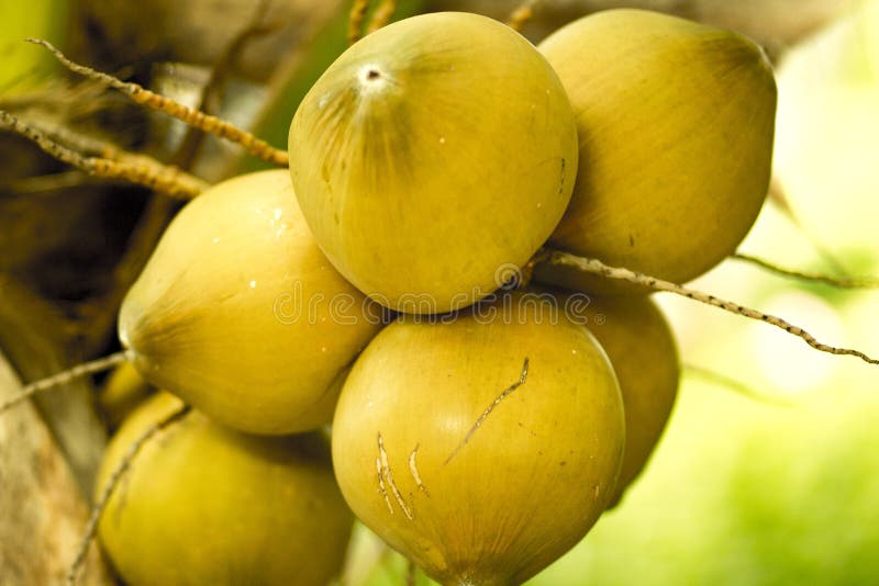 Ripe Coconuts on a Palm Tree Stock Image - Image of palm, lush: 155683183