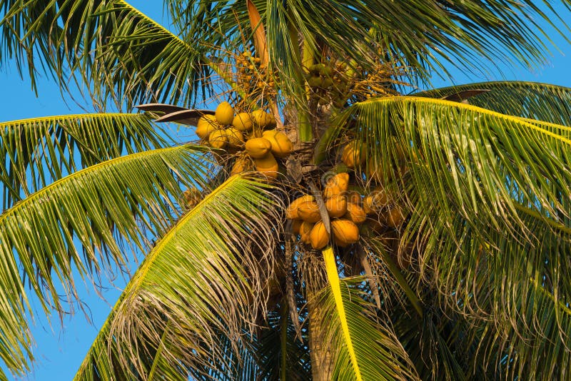 Ripe Coconuts on a Palm Tree. Sri Lanka Stock Photo - Image of orange ...