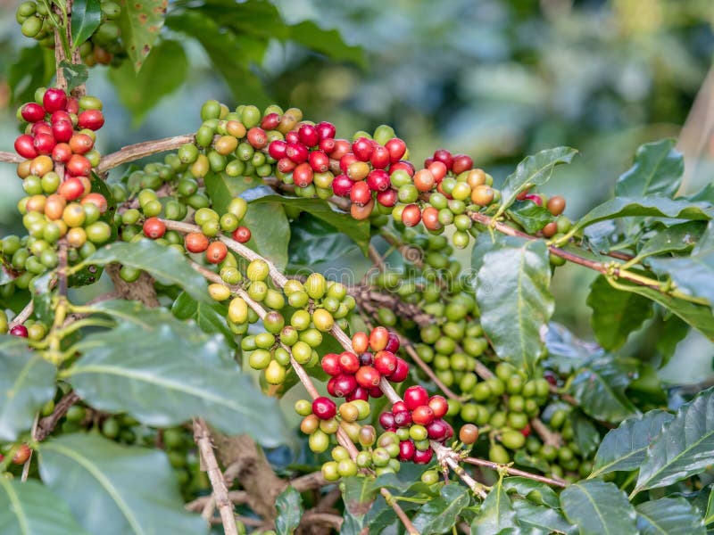 Ripe Coffee Beans on the Farm Stock Image - Image of orchard, cultivate ...