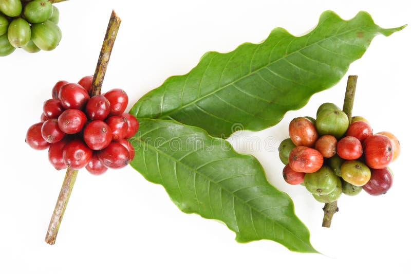 Ripe coffee beans stock image. Image of farming, farm - 64905585