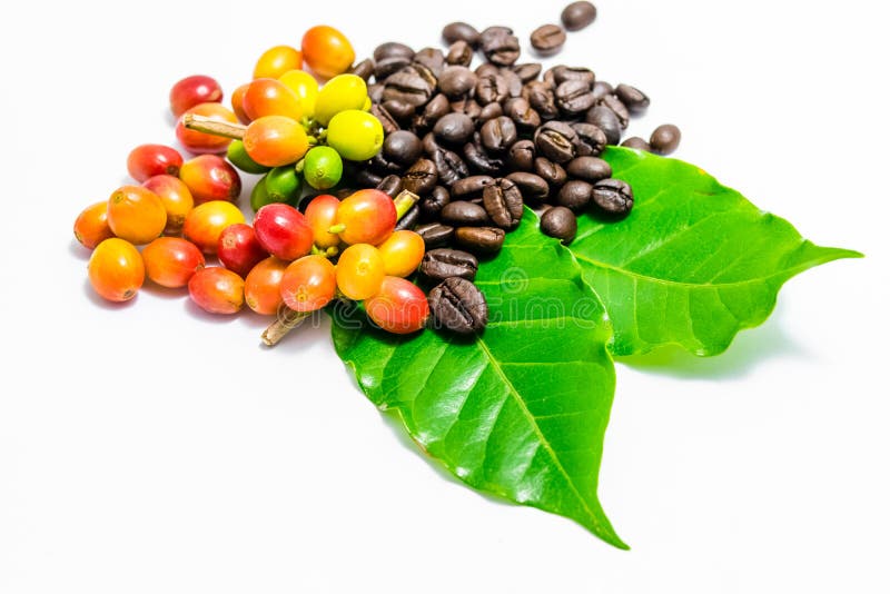 Ripe coffee beans stock photo. Image of food, beverage - 144238786