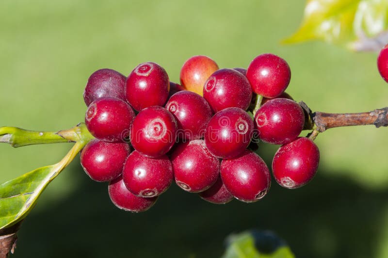 Ripe coffee stock photo. Image of harvest, outdoors, agriculture - 75353442