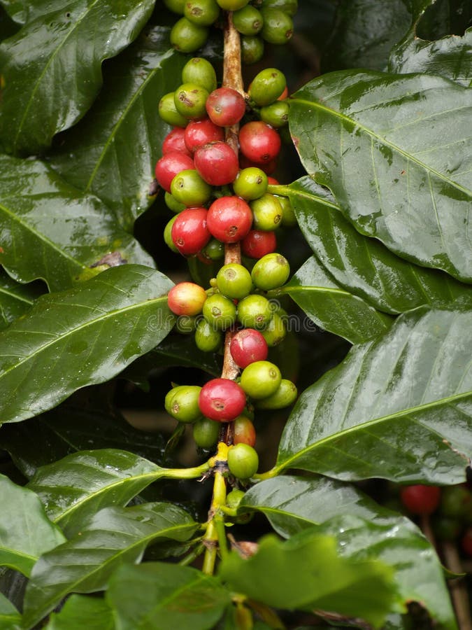 Ripe coffee fruit stock photo. Image of brown, bean, cultivate - 34024008