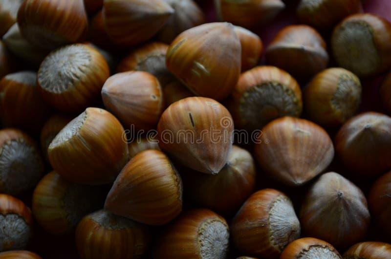 Ripe Collected Hazelnuts on a Table Close Up Stock Image - Image of ...