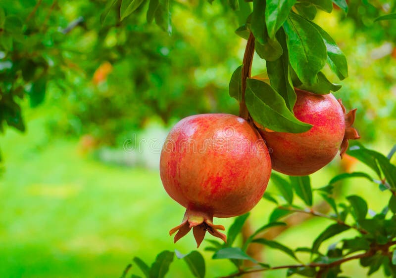 Ripe Colorful Pomegranate Fruit On Tree Branch Stock Image - Image of ...
