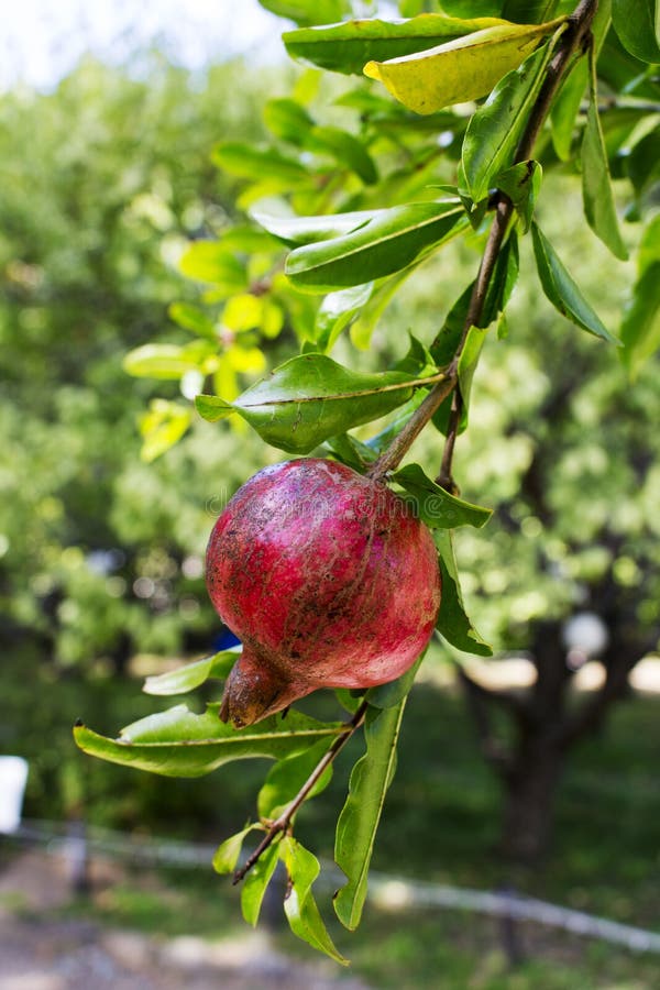 Ripe Colorful Pomegranate Fruit on Tree Branch Stock Image - Image of ...