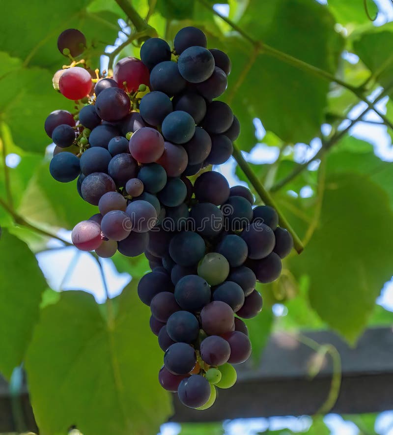 Ripe Common Grape Vine on the Bush Stock Image - Image of fruit, fresh ...