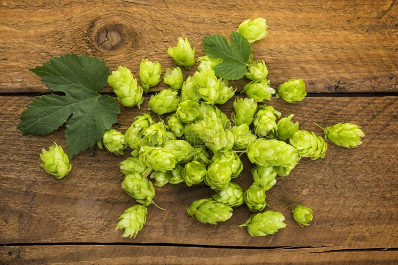 Ripe Common Hops Cones and Leaves on Rustic Background Stock Image ...