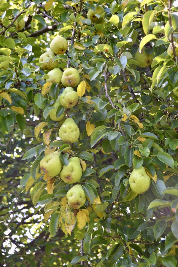 Ripe Common Pear (Pyrus Communis) Growing on Tree Stock Image - Image ...
