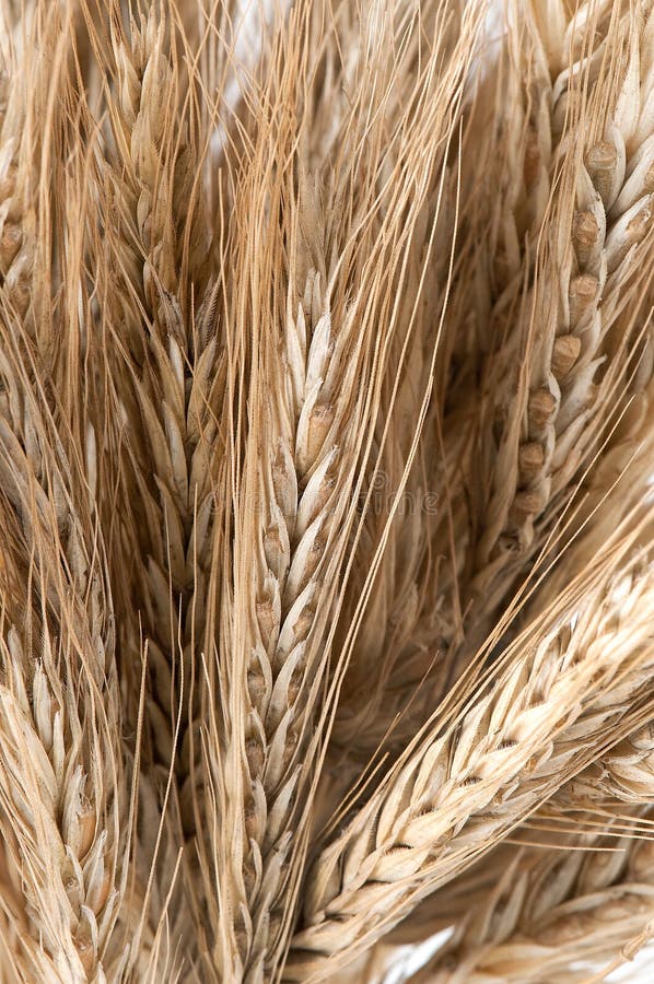 Ripe Common Wheat Field before Harvesting, Finland Stock Image - Image ...