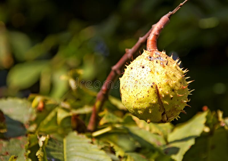 Ripe conker stock image. Image of castanea, chestnuts - 34291015