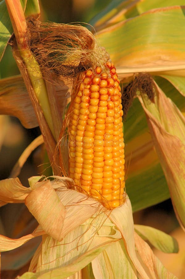 Ripe corn stock image. Image of farm, farming, feed, crop - 12643265