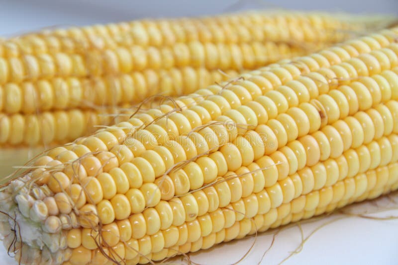 Ripe corn stock photo. Image of corn, broom, field, vitamins - 13637530