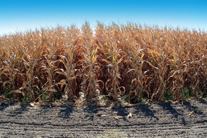 Ripe corn field stock image. Image of cereal, crop, environment - 3632633