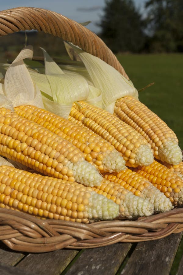 Freshly Picked Ripe Apples and Autumn Nuts Stock Photo - Image of apple ...
