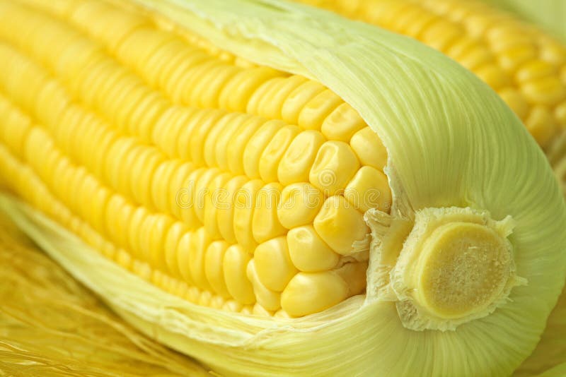 Ripe corn stock photo. Image of crop, grow, forage, grain - 38349434