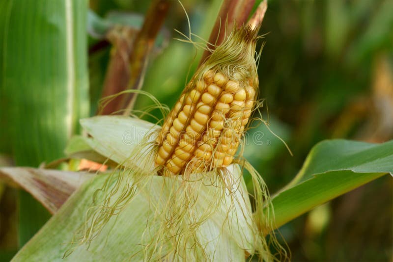 Ripe corn stock photo. Image of food, grow, outdoors - 59948148