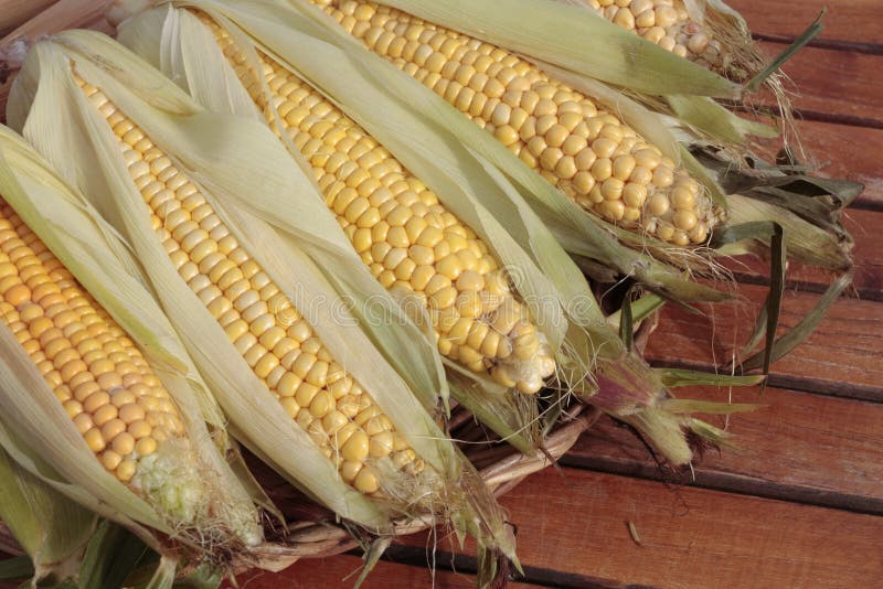 Ripe corn cob in autumn stock image. Image of vegetables - 11693953